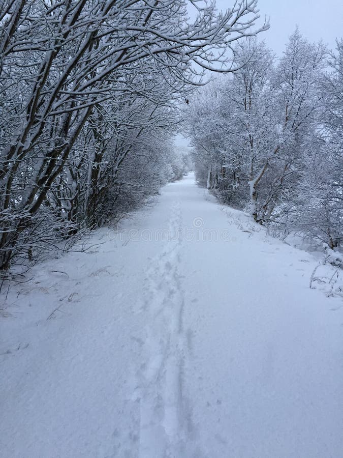 Winter path stock photo. Image of winter, forest, snow - 57083260
