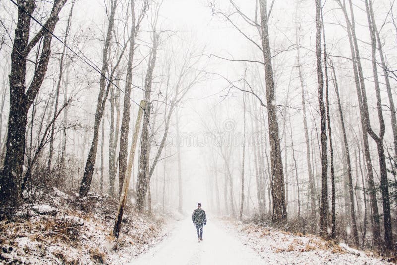 Winter, Path, Woodland, Tree Picture. Image: 100399270