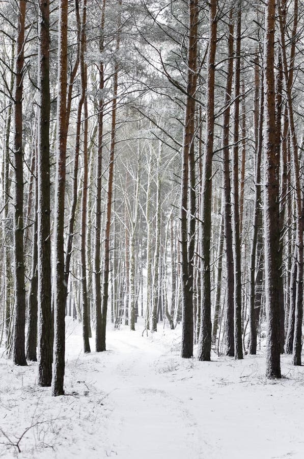 Winter Path in the Woods stock photo. Image of outdoor - 12839886