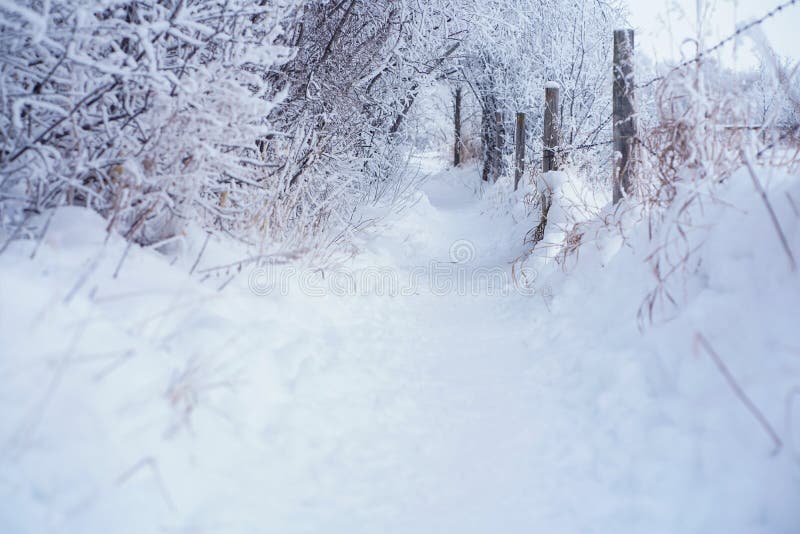 Winter Pathway stock image. Image of fall, concept, farm - 3883889