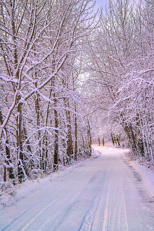 Winter Pathway through Snowy Trees Stock Photo - Image of natural, road ...