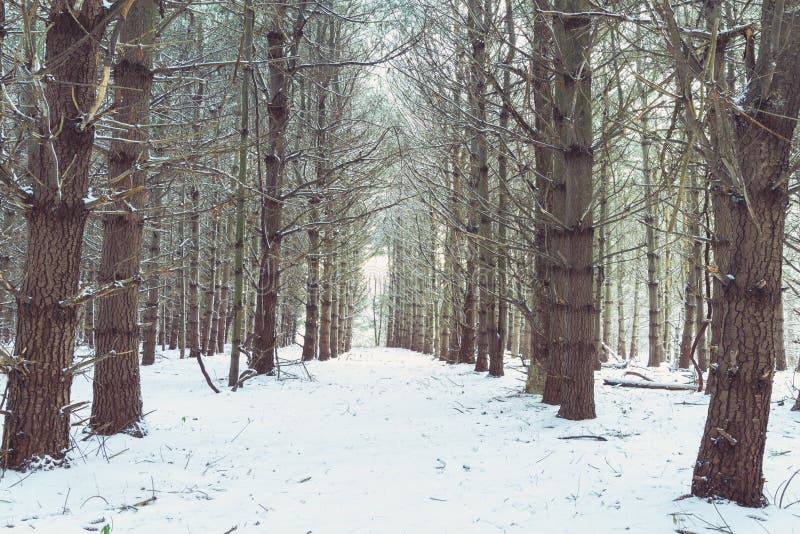 Winter Pathway through the Woods Stock Image - Image of landscape ...