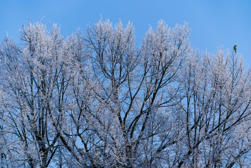 Winter Pattern, Hoar-covered Trees on Blue Sky Background Stock Image ...