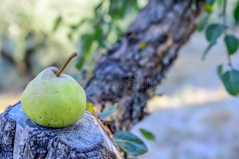 Winter Pear, on the Cut Trunk of the Pear Tree. Stock Image - Image of ...