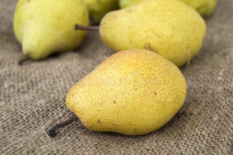 Winter Pear Pictures, Natural and Organic Winter Pear Pictures Stock ...