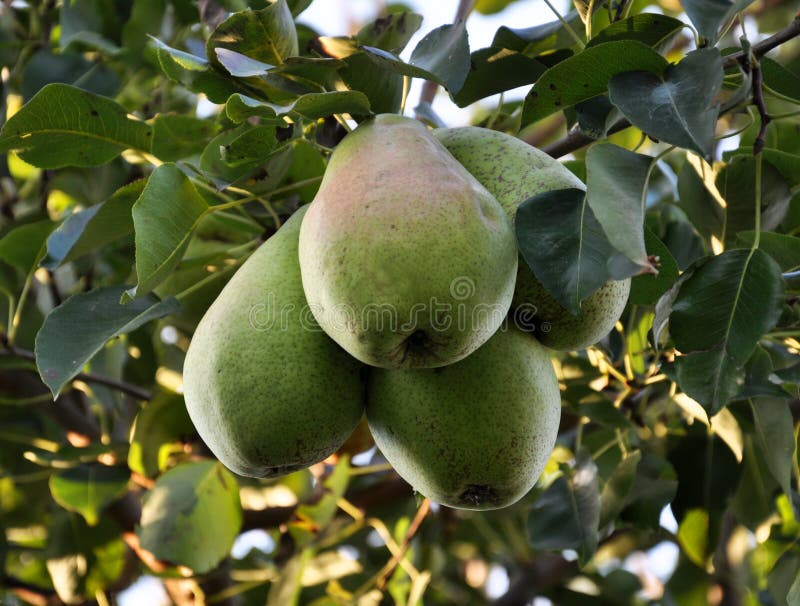 Winter pear varieties stock image. Image of pulp, flavor - 82950731