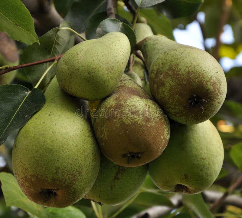 Winter pear varieties stock image. Image of pulp, flavor - 82950731