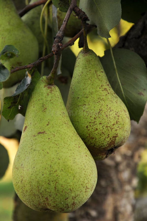 Winter pear varieties stock image. Image of pulp, flavor - 82950731