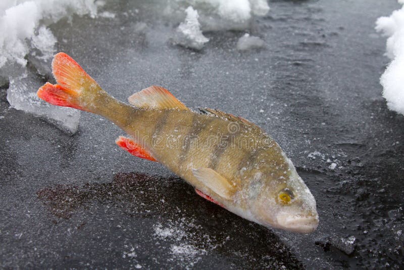 Winter Perch Fishing Leisure Stock Image - Image of snow, nature: 35940455
