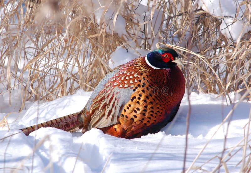 Male Pheasant in the snow. stock photo. Image of snow - 13030122