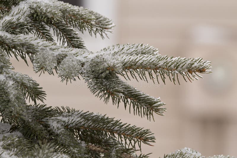 Ice and Snow Covered Pine Tree Stock Photo - Image of background ...
