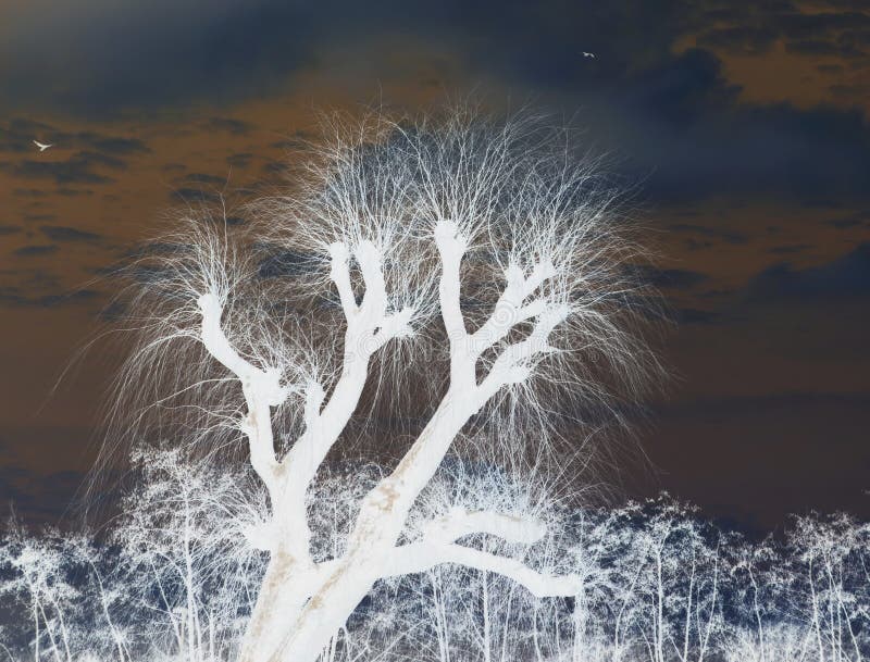 Reverse Color Map of Branches Under the Sky. Stock Photo - Image of ...