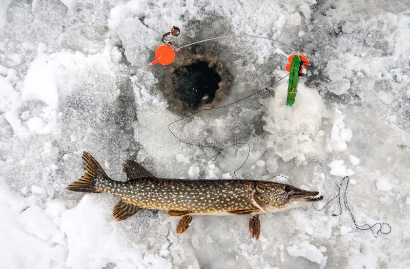 Winter Pike Fishing in Sweden Stock Image - Image of break, hole: 23358933