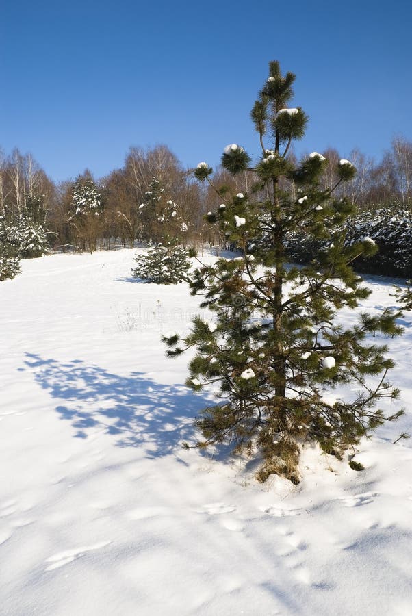 Winter Pine stock photo. Image of season, landscape, snowy - 12862924