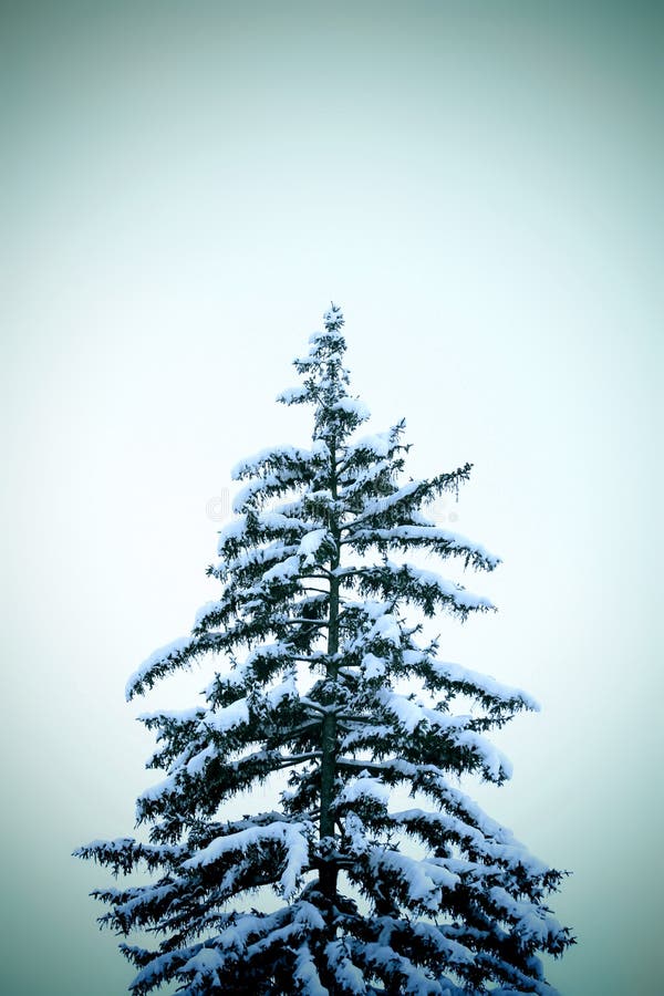 Winter pine stock image. Image of pine, serene, winter - 7072343