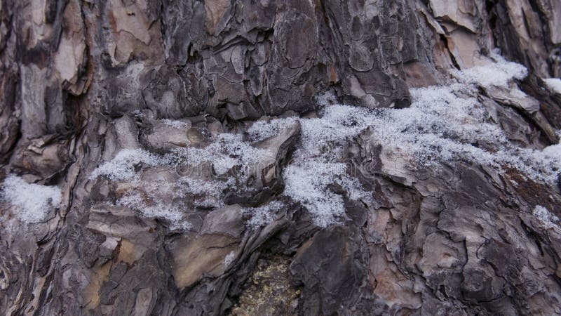Winter pine bark stock image. Image of rare, city, tree - 112074129