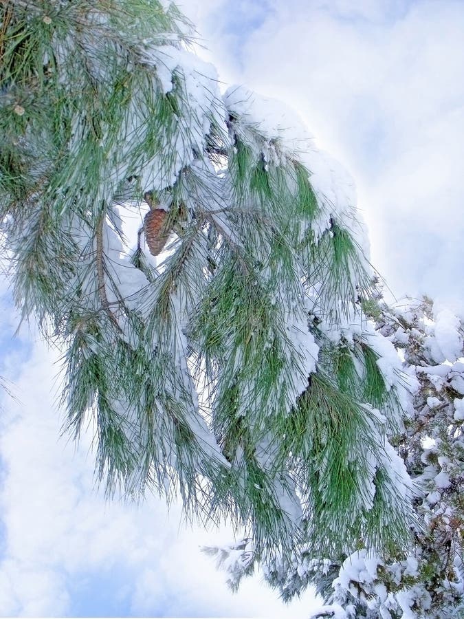Winter pine branch stock image. Image of tree, shot, nature - 82803737
