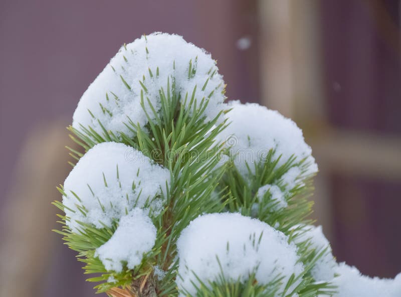 Winter Pine Branches on Top of the Snow, Close-up Stock Photo - Image ...
