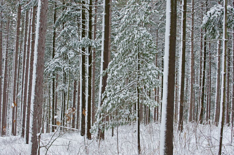 Winter Pine Forest stock image. Image of nature, forest - 4251935