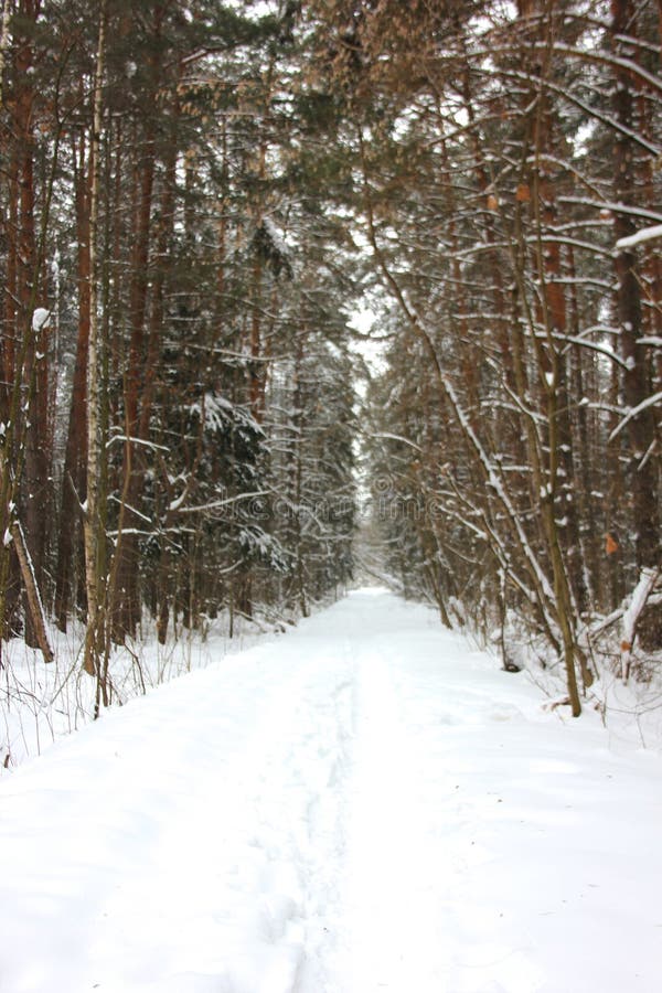 Winter Pine Forest. Cloudy Cold Day Stock Image - Image of beautiful ...