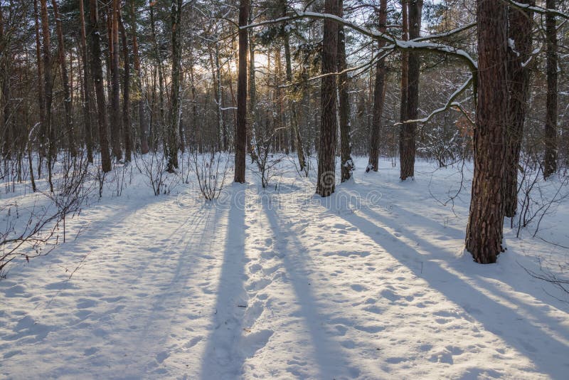 Winter Pine Forest on a Cold Sunny Day on the Sunset. Winter Forest ...