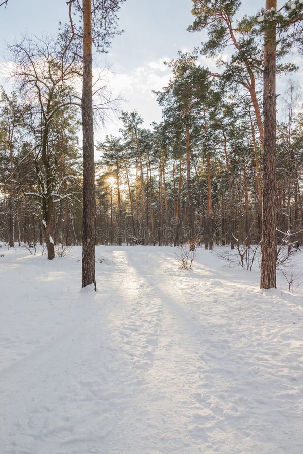 Winter Pine Forest on a Cold Sunny Day on the Sunset. Winter Forest ...