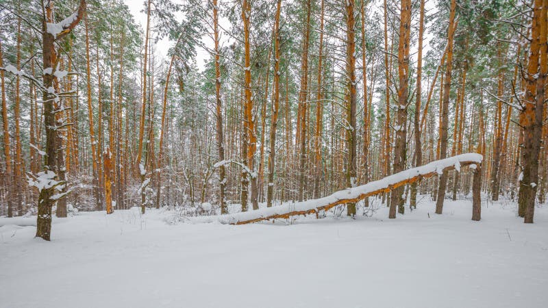 Winter pine forest at dusk stock photo. Image of winter - 245481898