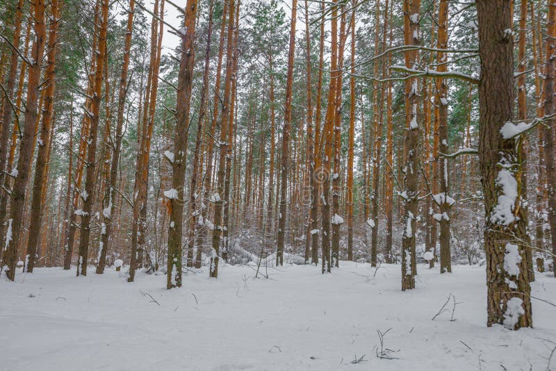 Winter pine forest at dusk stock image. Image of wood - 245481911