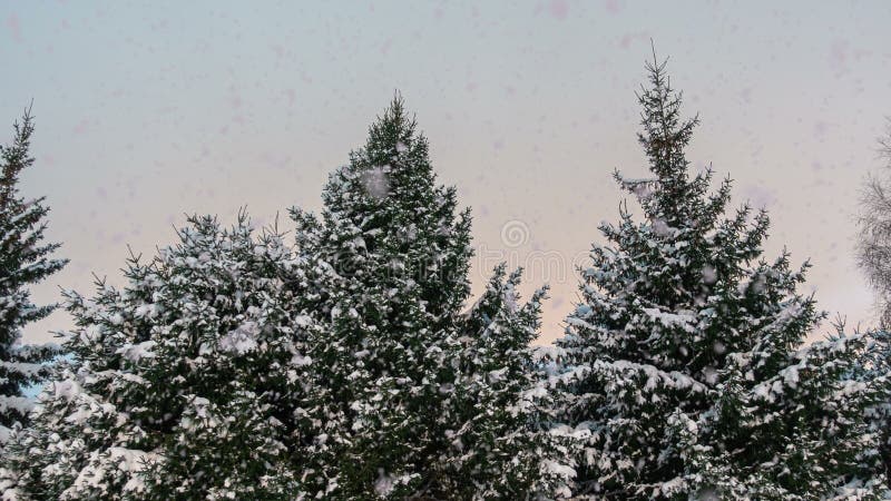 Winter Pine Forest with Falling Snow. Cinemagraph, Snowfall Stock Video ...