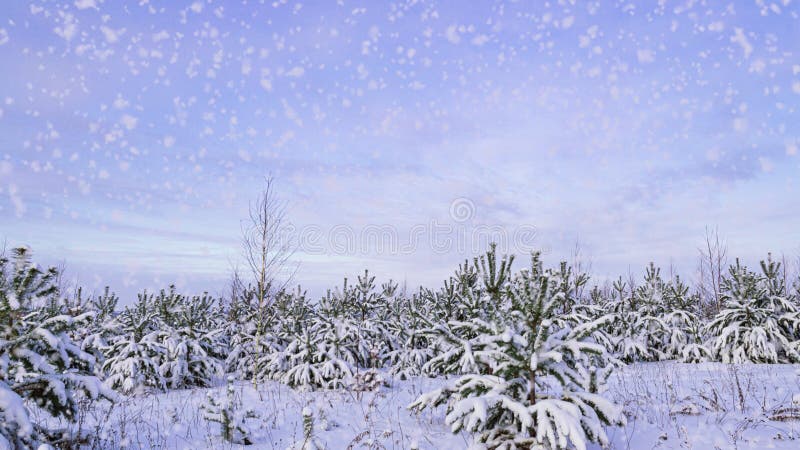 Winter Pine Forest with Falling Snow. Cinemagraph, Snowfall Stock Video ...