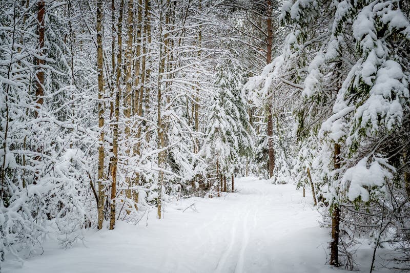Winter pine forest path stock photo. Image of snowy, russia - 49452734