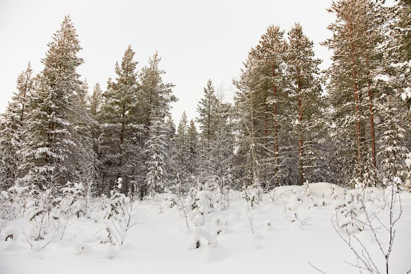 Winter Landscape. Forest Panorama with Reflection in the River Stock ...
