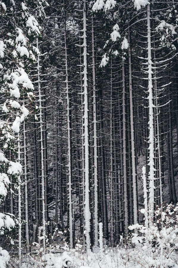 Winter Pine Forest in Snow. Vertical View Stock Image - Image of ...