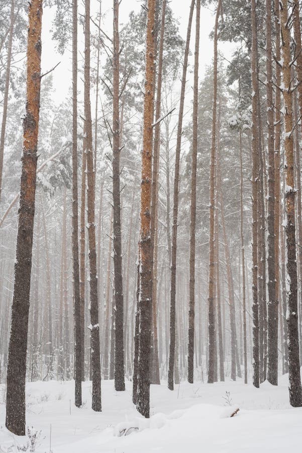 Winter Pine Forest, Snowstorm in a Pine Forest, Pine Forest Stock Photo ...