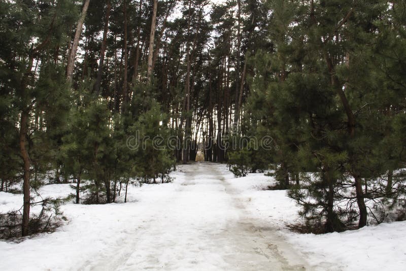 Winter in the Pine Forest. Winter and Snowy Forest Way Outside the Town ...