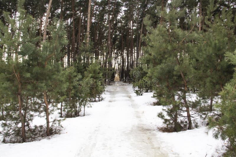 Winter in the Pine Forest. Winter and Snowy Forest Way Outside the Town ...