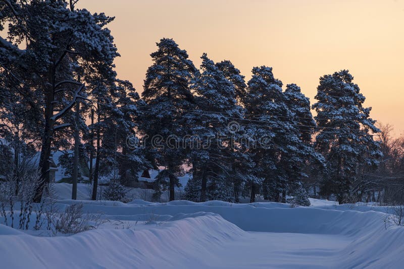 Winter Pine Forest in Sunny Frosty Day. Stock Image - Image of frozen ...