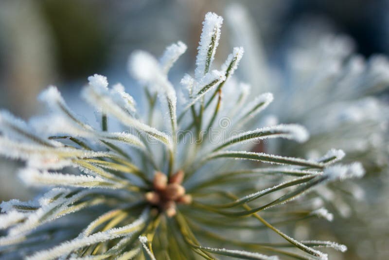 Winter pine stock photo. Image of snow, winter, pine - 88603578