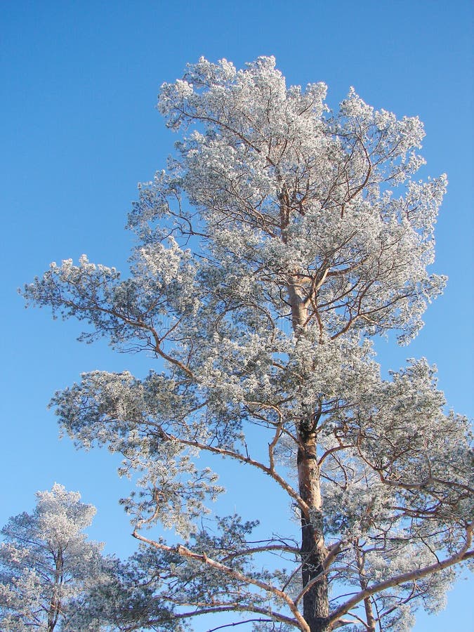 Winter pine tree stock photo. Image of snow, frost, branch - 15913424