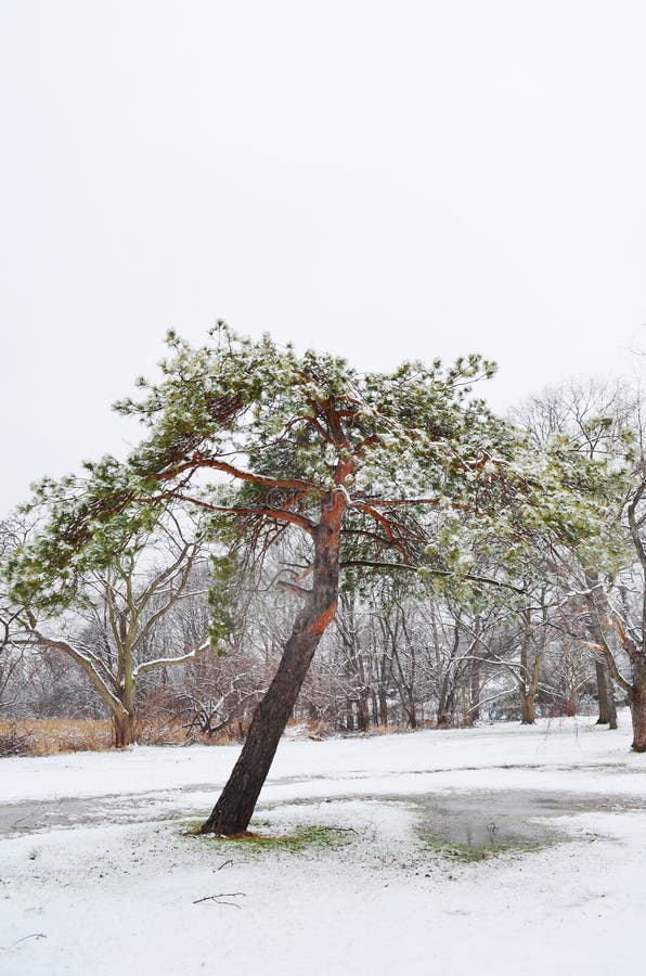 Winter pine tree stock photo. Image of cold, rural, place - 28465090