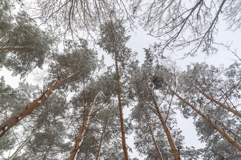 Winter pine tree stock image. Image of tale, snow, scenic - 255015933
