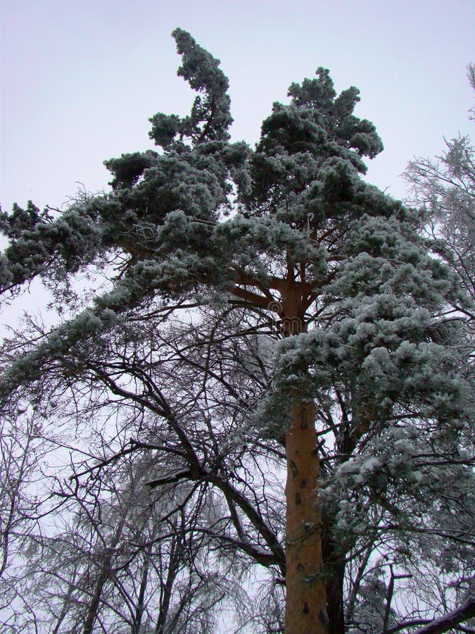A pine tree bottom view stock photo. Image of snowfall - 109597534