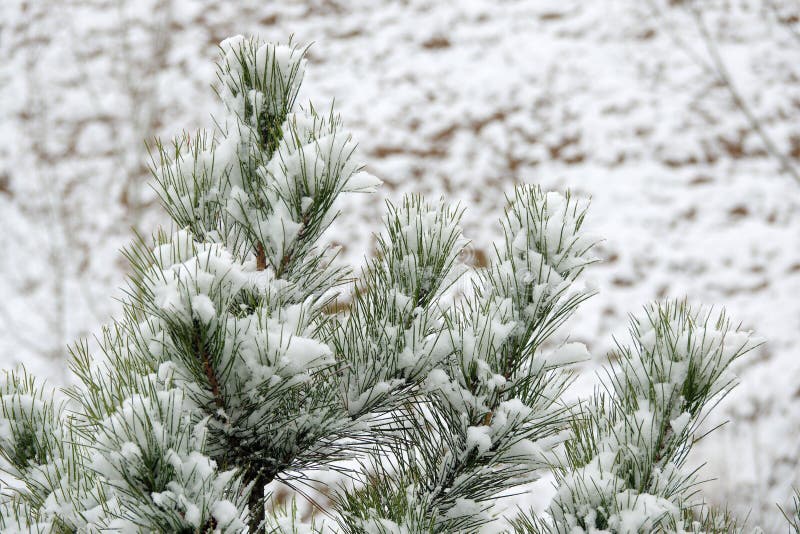 Winter pine tree stock photo. Image of pine, snow, branches - 178995230