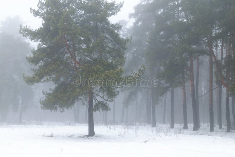 Winter Pine Tree Forest in a Mist Stock Photo - Image of landscape ...