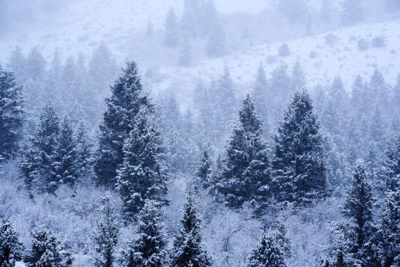 Winter Pine Tree Forest on Mountainside Snow Texture Blizzard Snow ...