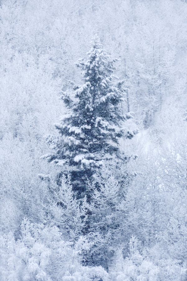 Winter Pine Tree Forest on Mountainside Snow Texture Stock Image ...