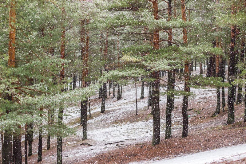 Forest of Silver Fir Tree in Winter, Pyrenees Stock Image - Image of ...