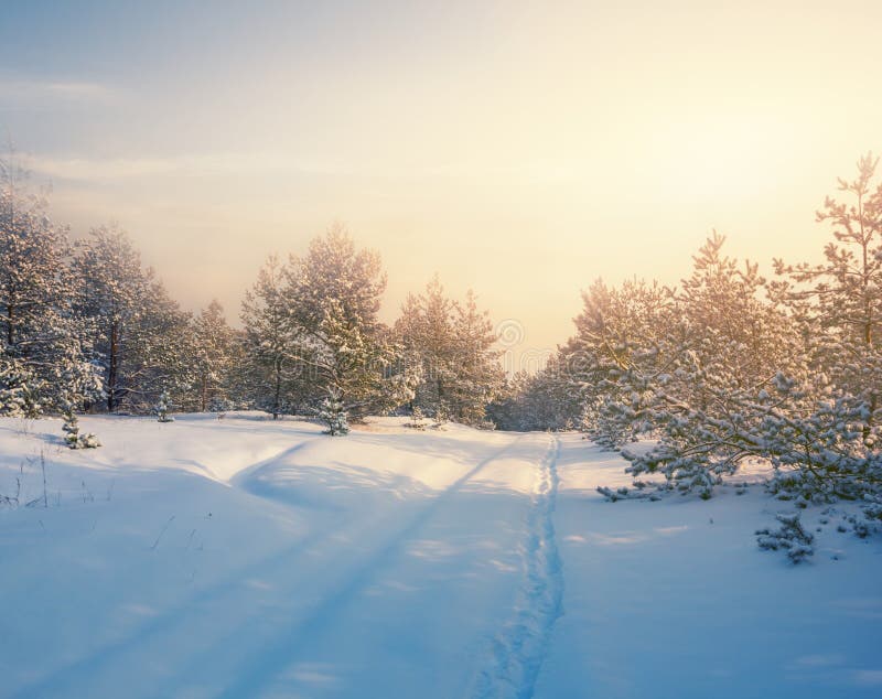Winter Pine Tree Forest in a Snow at the Sunset Stock Photo - Image of ...
