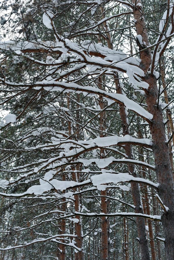 Winter Pine Tree Forest with Snow on Trees Stock Image - Image of ...