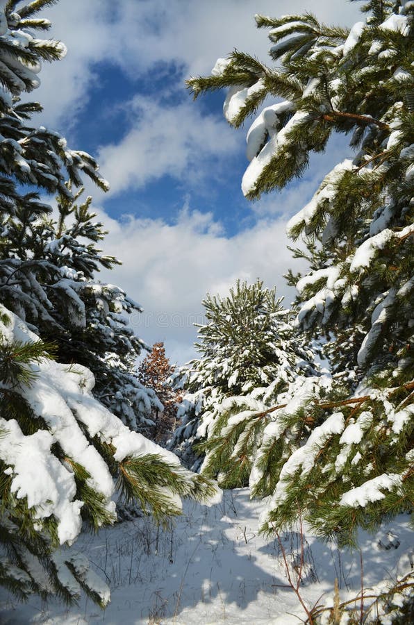 Winter Pine Tree Forest with Snow on Trees. Stock Image - Image of ...